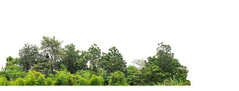 Tree Plantation Banner Stock Photos Images And Backgrounds For Free Download