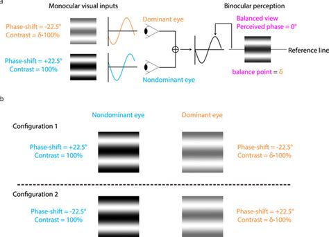 Illustration Of The Binocular Phase Combination Paradigm A Two Download Scientific Diagram