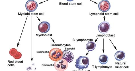 Lymphocytes Functions Structure Examination Norms How To Raise Or Lower The Level Of