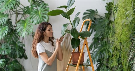 Растенията които пречистват въздуха у дома Уют Modernity Bg