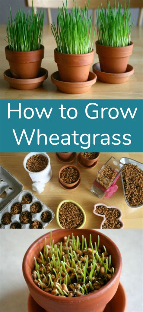 How To Grow Your Own Wheatgrass Make And Takes