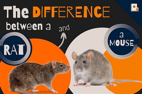The Difference Between A Rat And A Mouse How To Tell These Two Rodents Apart