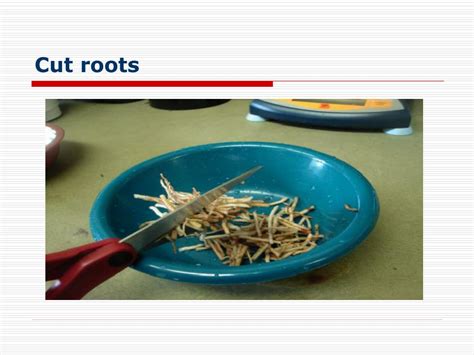 PPT Nematode Extraction Methods Root Extraction Techniques PowerPoint Presentation ID