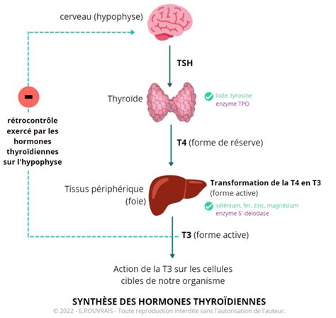 Fonctionnement De La Thyroïde Et Pathologies Associées