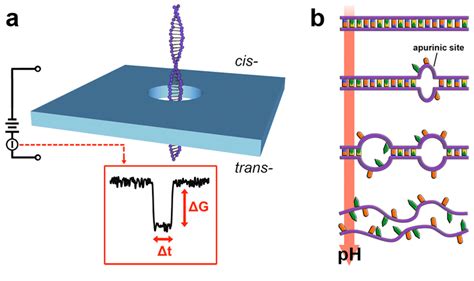 Ss Nanopore Detection Of Dna Depurination A Schematic Of The Download Scientific Diagram