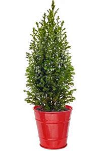 Trader Joe S Euro Tree Tin With Glitter Reviews Trader Joe S Reviews