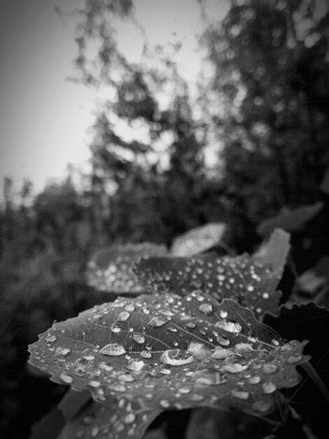 Premium Photo Close Up Of Wet Flower