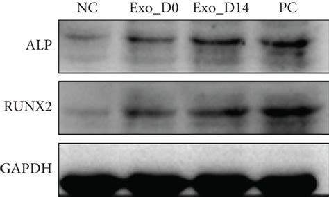 The Potential Of Exosomes Ability To Promote Osteogenic Download
