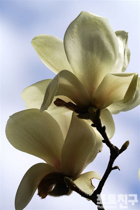 포토친구 목련의 전성시대