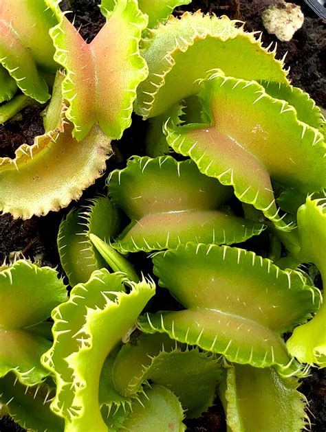 Dionaea Muscipula Kim Il Sung Giardino Carnivoro