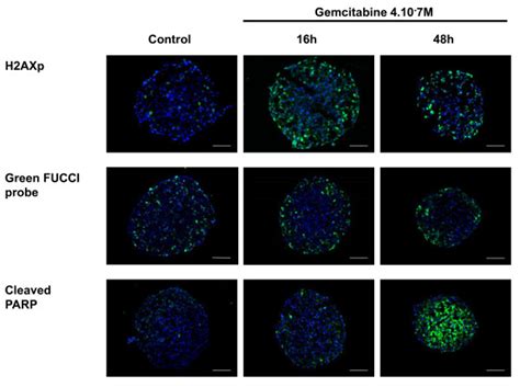 Spatio Temporal Response Of Capan 2 Spheroid To Gemcitabine Analysis Download Scientific