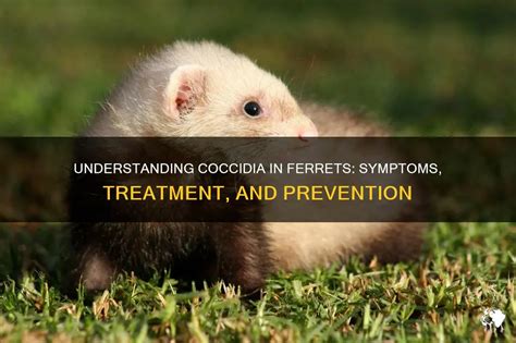 Understanding Coccidia In Ferrets Symptoms Treatment And Prevention