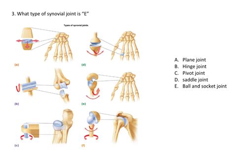 Solved What Type Of Synovial Joint Is Ea ﻿plane Jointb