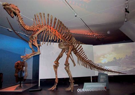 Ouranosaurus Facts And Figures