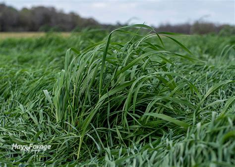 Searching For A Winterhardy Ryegrass Hay And Forage Magazine