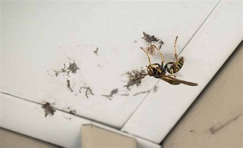 5 Signs You Have Wasps In Your Walls Home Stuff Mag