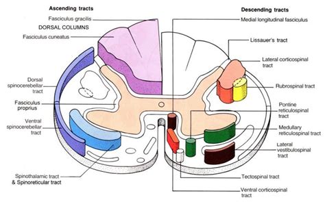 Know Your Spinal Cord The Rubrospinal Tract Lunatic Laboratories