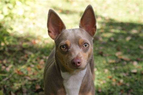 My Lucy She Is A Type B Rat Terrier Aka Teddy Roosevelt Terrier Rat