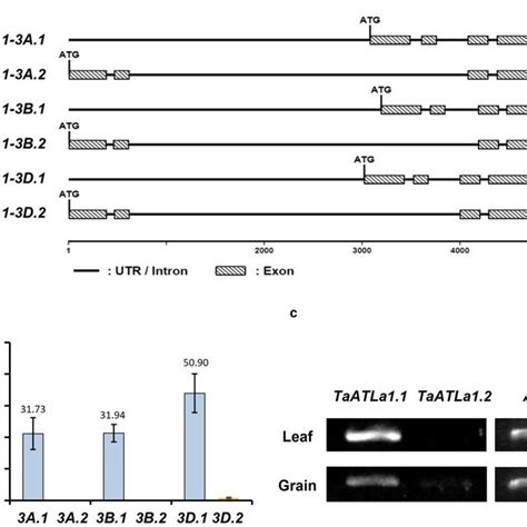 Gene Structure And Expression Analysis Of The Two Alternative Splicing