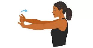Flexor Digitorum Superficialis Muscle Origin Insertion Exercise