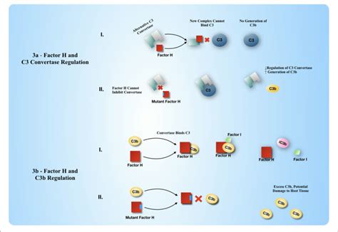 Factor H Regulates The Generation Of C3b And The Inactivation Of C3b Download Scientific