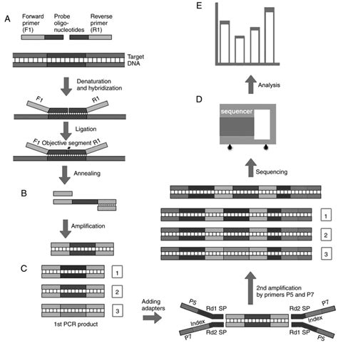 A Multiplex Ligationdependent Probe Amplificationbased Nextgeneration Sequencing Approach For