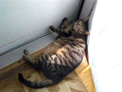 Four Legged Furballs A Sick Kitty With Festive Flashback Caturday Art