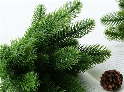 Nama Latin Pohon Pinus Serta Manfaat Budidaya Dan Bibitnya