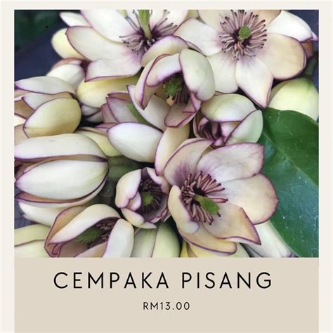 Pokok Bunga Cempaka Pisang Cempaka India Michelia Figo Shopee Malaysia