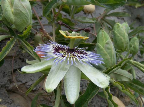 Fleur De La Passion Les Plantes Photo Gratuite Sur Pixabay Pixabay