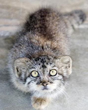 Pallas Cat Facts Best Adaptations And Hunting Techniques Pallas Cat