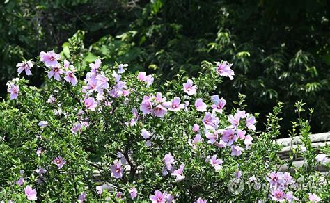 늠름한 기상 뽐내는 국내 최고령 무궁화 연합뉴스