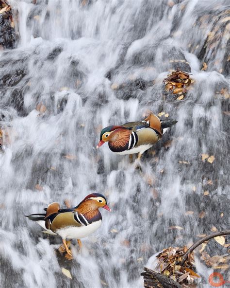 Мандаринка