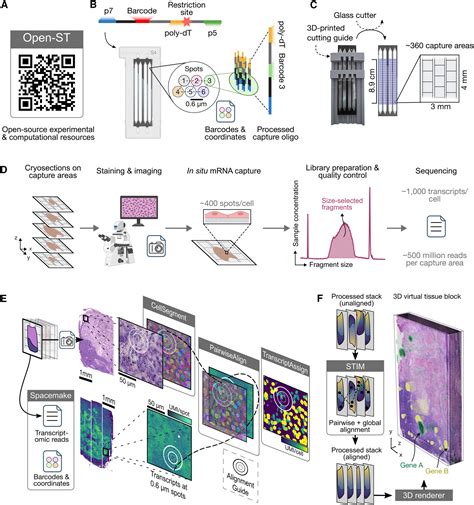 Open St High Resolution Spatial Transcriptomics In 3d Cell