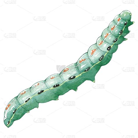 手绘 水彩动物元素贴纸 毛毛虫