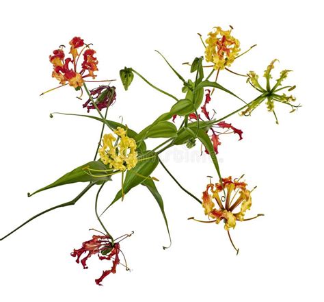 Flame Lily Fire Lily Gloriosa Superba Flower Isolated On White