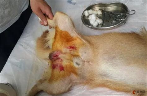 狗狗子宫蓄脓前期症状 怎么治疗 唯宠网