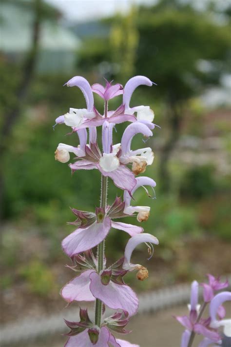 [플가] 클라리세이지 Salvia Sclarea