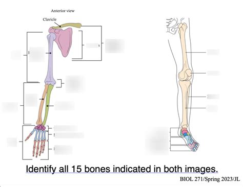 Bones Diagram Quizlet