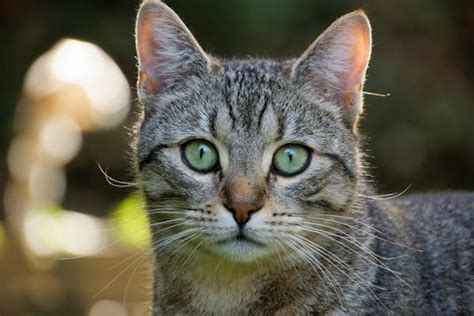 How To Reset Computer Without Admin Password