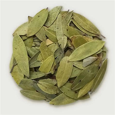 Uva Ursi Leaves Hojas De Uva Ursi 16 Oz Herbs Of Mexico