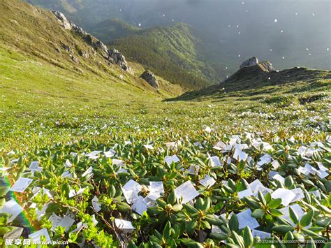 大白花杜鹃摄影图 自然风景 自然景观 摄影图库 昵图网