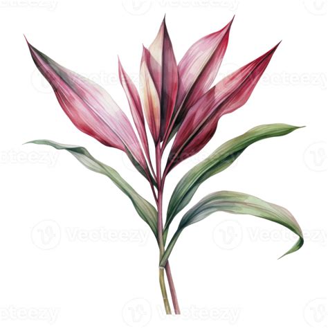Ti Plant Tropical Leaf Illustration Watercolor Style 45943563 Png