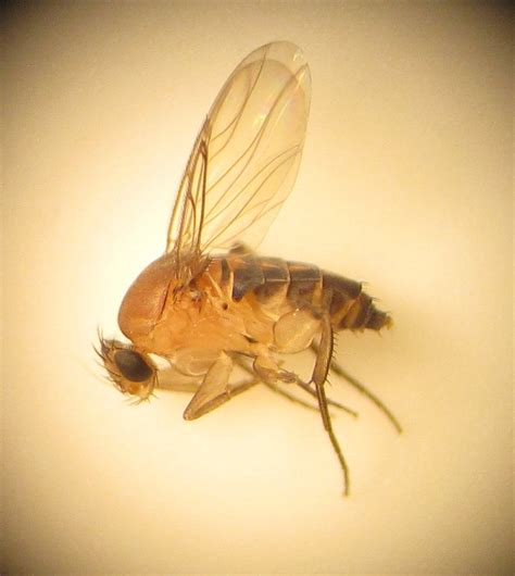 Bug Eric Scuttle Flies