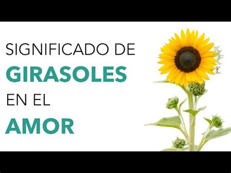 Plantas Que Representan El Amor Significado Y Simbolismo