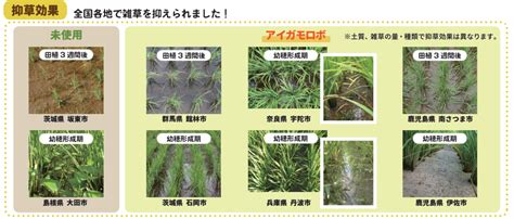 除草剤に頼らない水田雑草対策に挑戦 営農情報農業機械専業メーカー井関農機株式会社