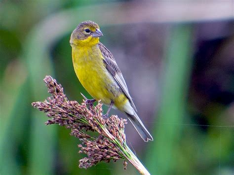 Grassland Yellow Finch Ebird