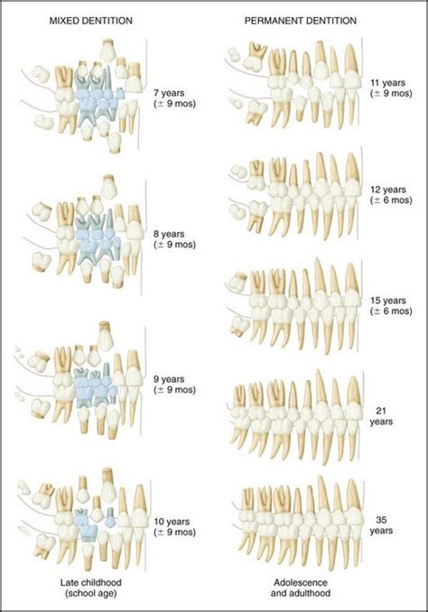 2 Development And Eruption Of The Teeth Pocket Dentistry