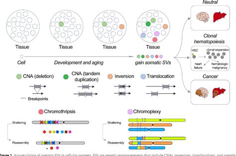 Figure 1 From Toward The Functional Interpretation Of Somatic Structural Variations Bulk And