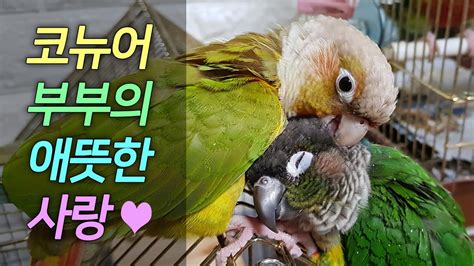 앵무파파 그린칙코뉴어부부인 파인애플코뉴어 코니와 레드옐로우사이드코뉴어 연두의 오작교 만남 앵무새들 털골라주고 비듬털어주기